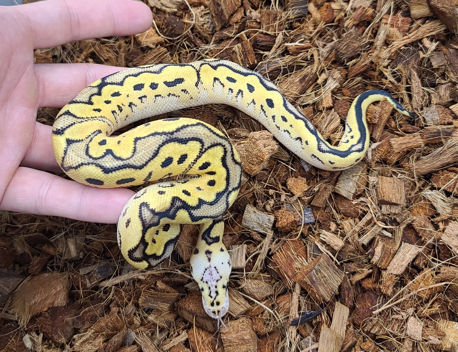 Pastel Calico Clown Ball Python by Bobs Balls - MorphMarket