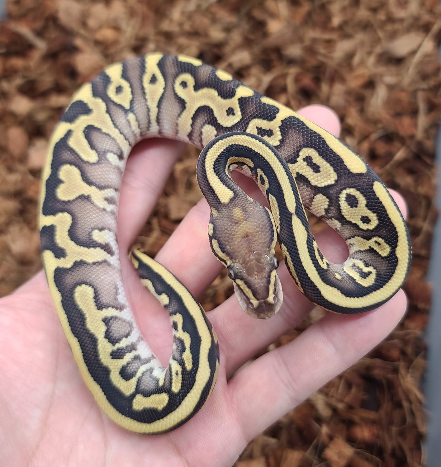 Leopard Lesser Yb Het Clown Ball Python by Bobs Balls - MorphMarket
