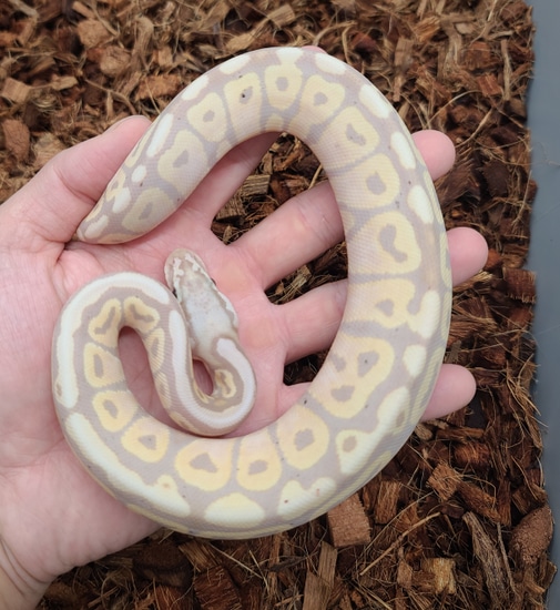 Pastel Spotnose Banana Het Clown Ball Python by Bobs Balls