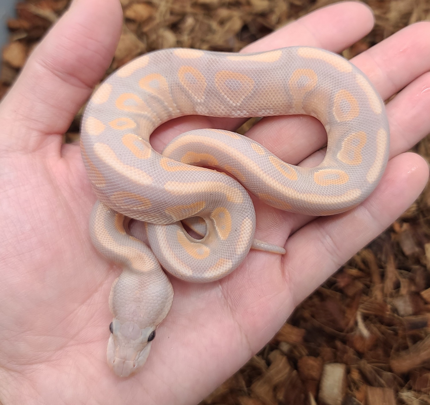 Banana Cinny Het Clown Ball Python by Bobs Balls - MorphMarket