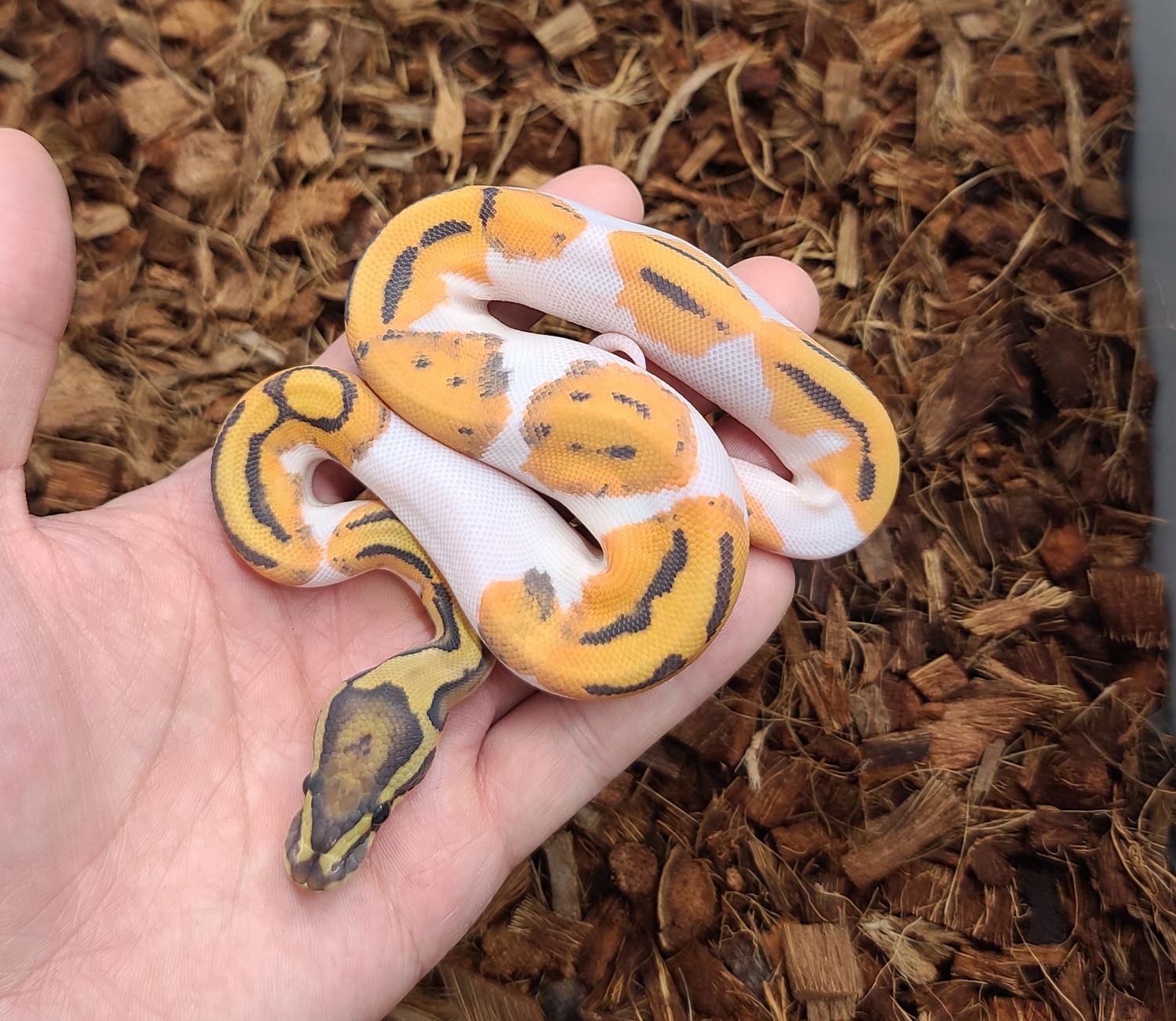 Od Hypo Pied Ball Python by Bobs Balls - MorphMarket