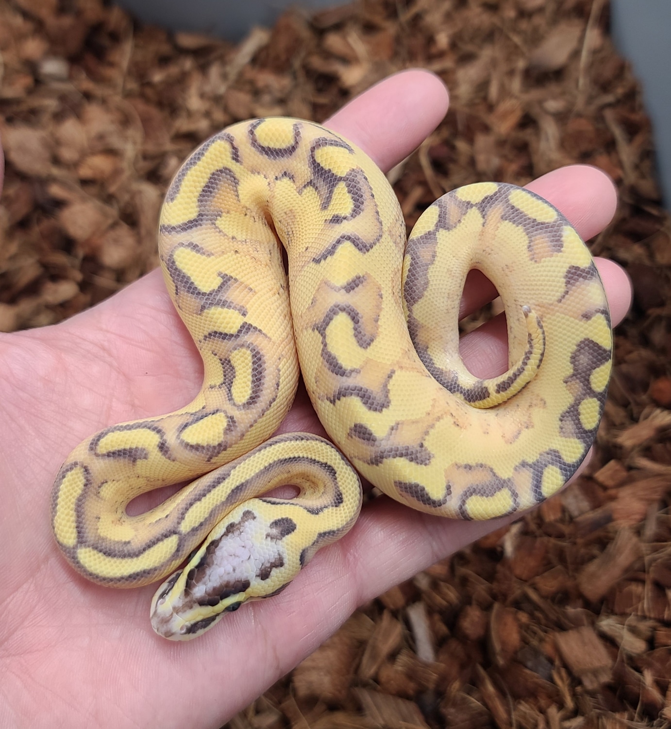 Pastel Enchi Gravel Spark Ball Python by Bobs Balls - MorphMarket