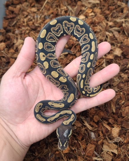 Black Pastel Dh Dg Vpi Axanthic Ball Python by Bobs Balls