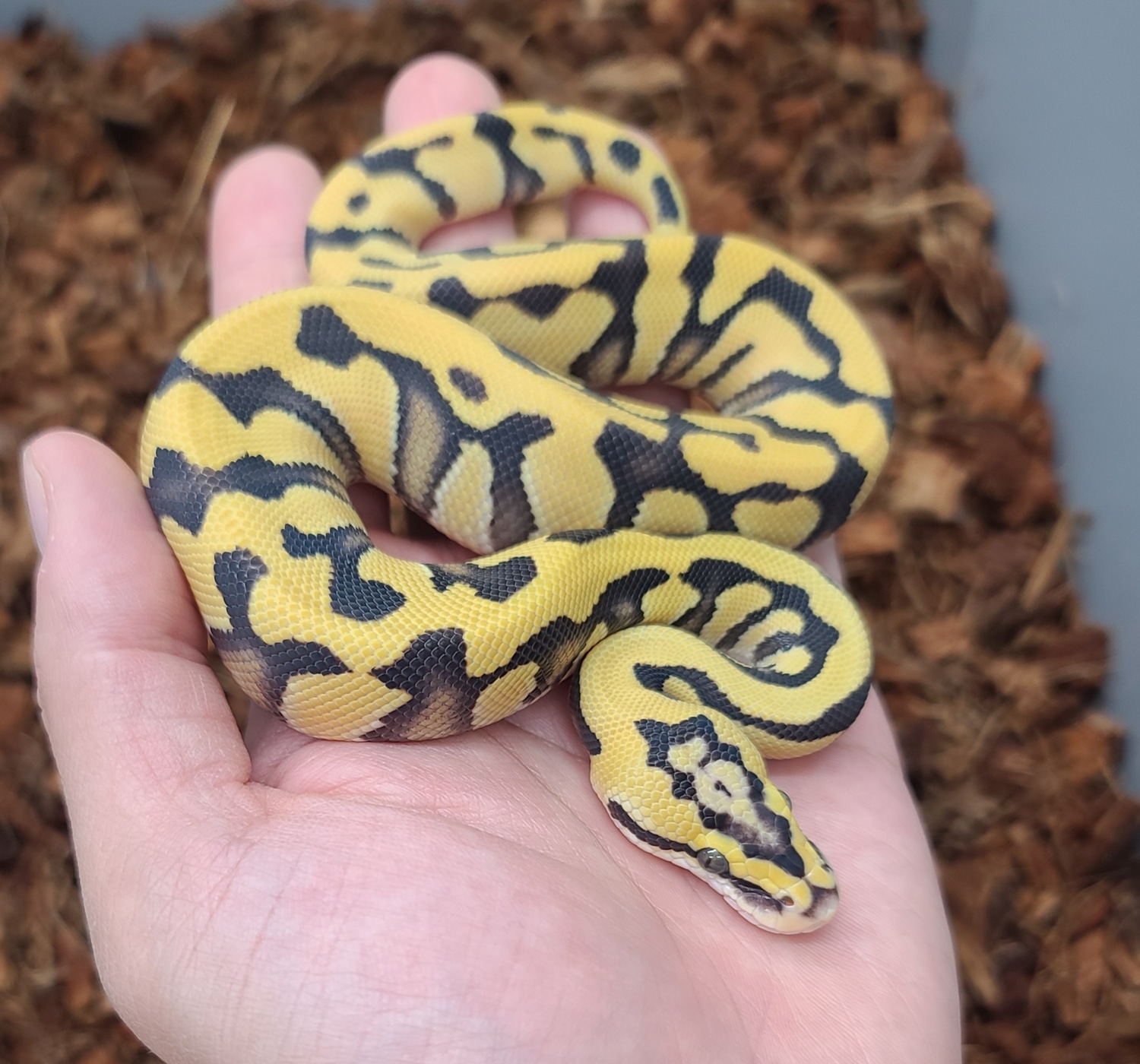 Pastel Enchi Dg Cryptic Ball Python by Bobs Balls - MorphMarket