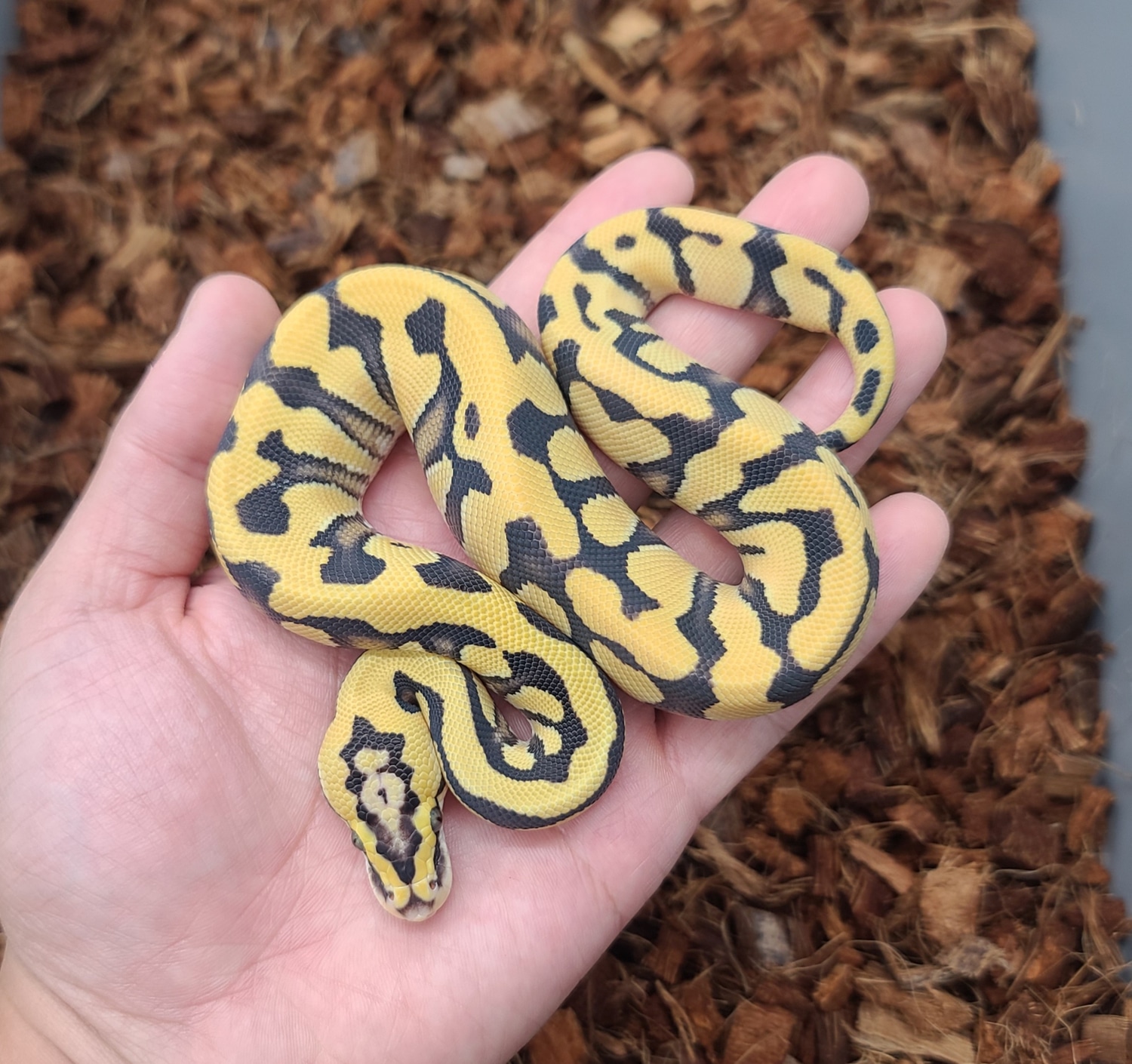 Pastel Enchi Dg Cryptic Ball Python by Bobs Balls - MorphMarket