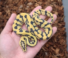 Pastel Enchi Dg Cryptic Ball Python by Bobs Balls - MorphMarket