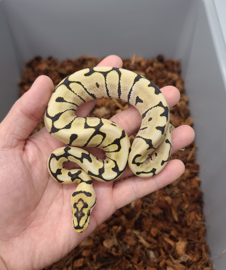 Dg Cryptic Spider Ball Python by Bobs Balls