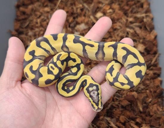 Pastel Enchi Yb Dg Het Cryptic Ball Python by Bobs Balls