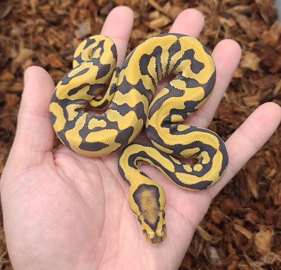 Cryptic Dg Yb Ball Python by Bobs Balls