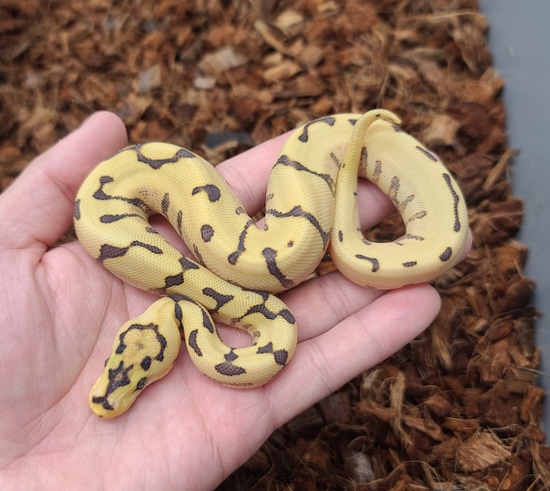 Enchi Spider Yb Dg Cryptic Ball Python by Bobs Balls