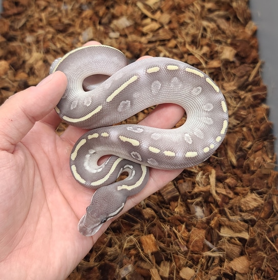 Mystic Potion Ball Python by Bobs Balls