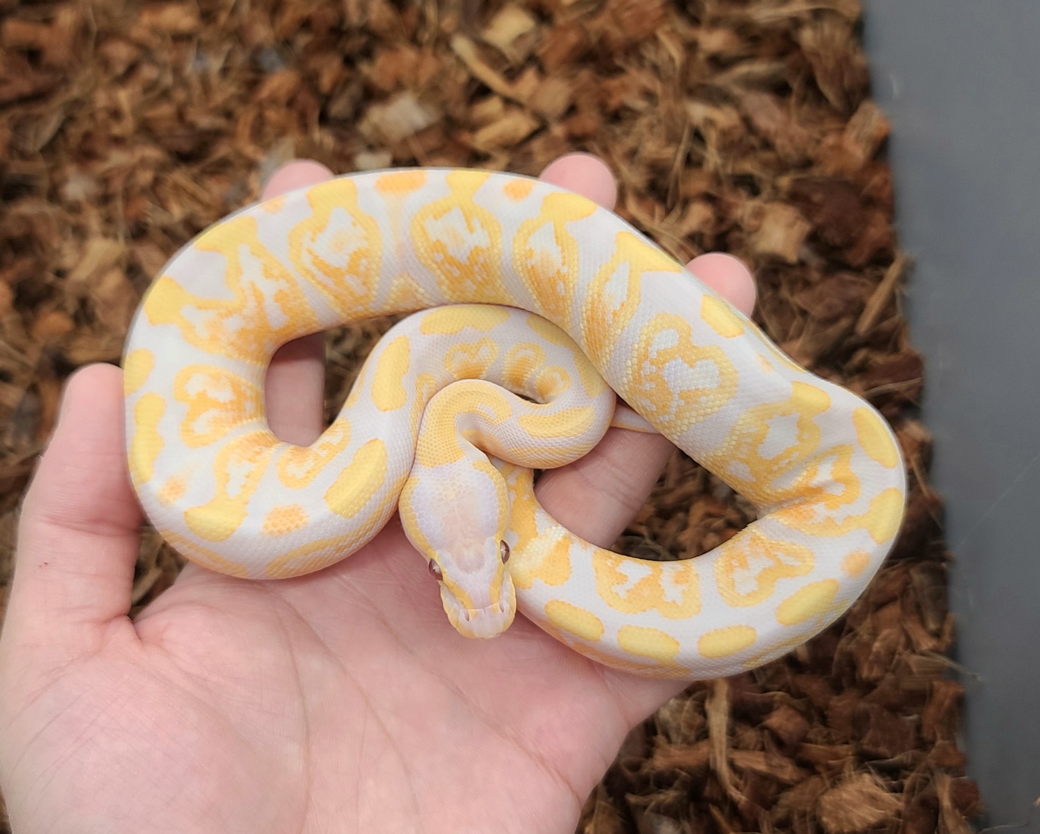 Ghi Lavender Albino Ball Python by Bobs Balls - MorphMarket