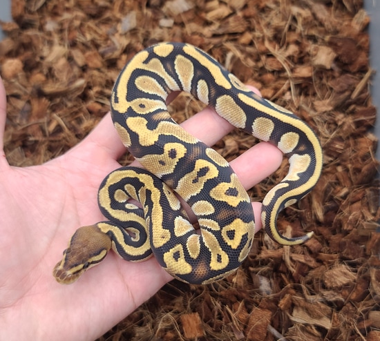 Od Fire Cypress Ball Python by Bobs Balls