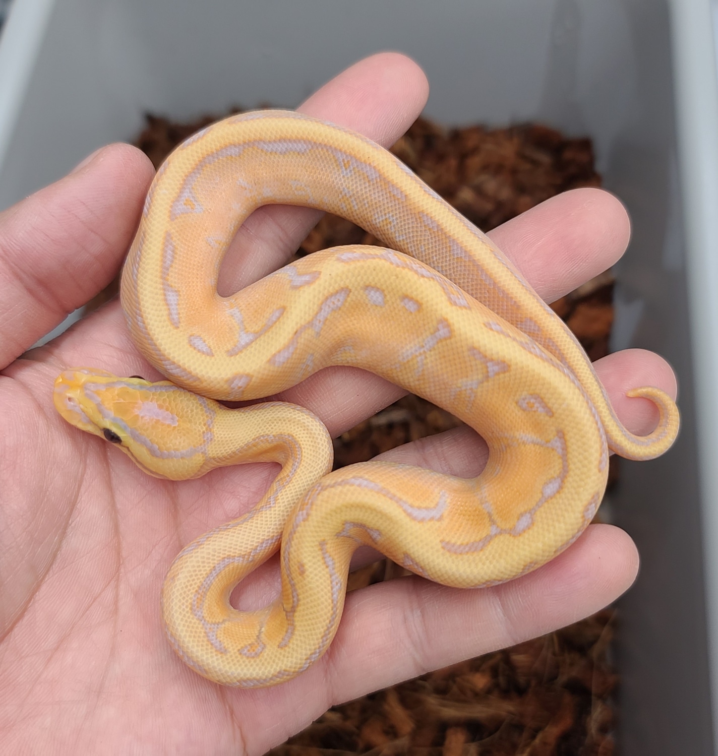 Banana Enchi Pin Yb Calico Ball Python by Bobs Balls - MorphMarket