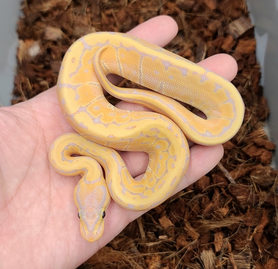 Banana Pin Ball Python by Bobs Balls