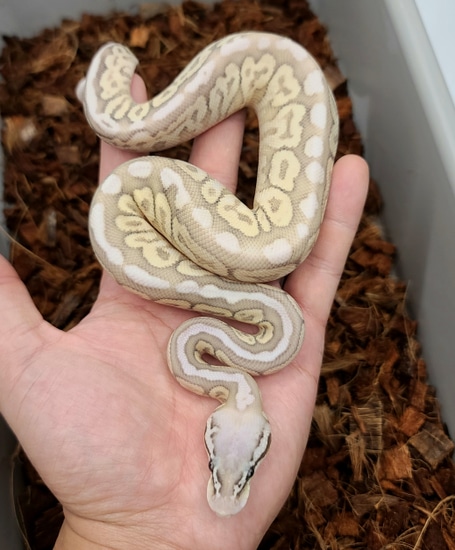 Pewter Lesser Yb Hypo Ball Python by Bobs Balls