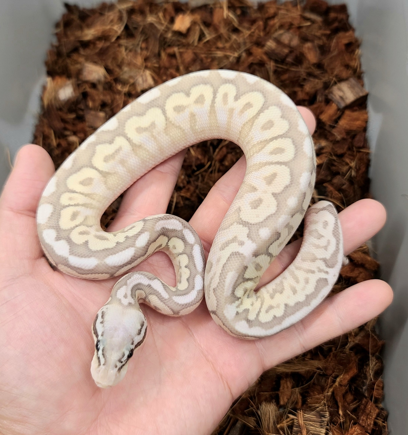Pastel Lesser Yb Hypo Ball Python by Bobs Balls - MorphMarket