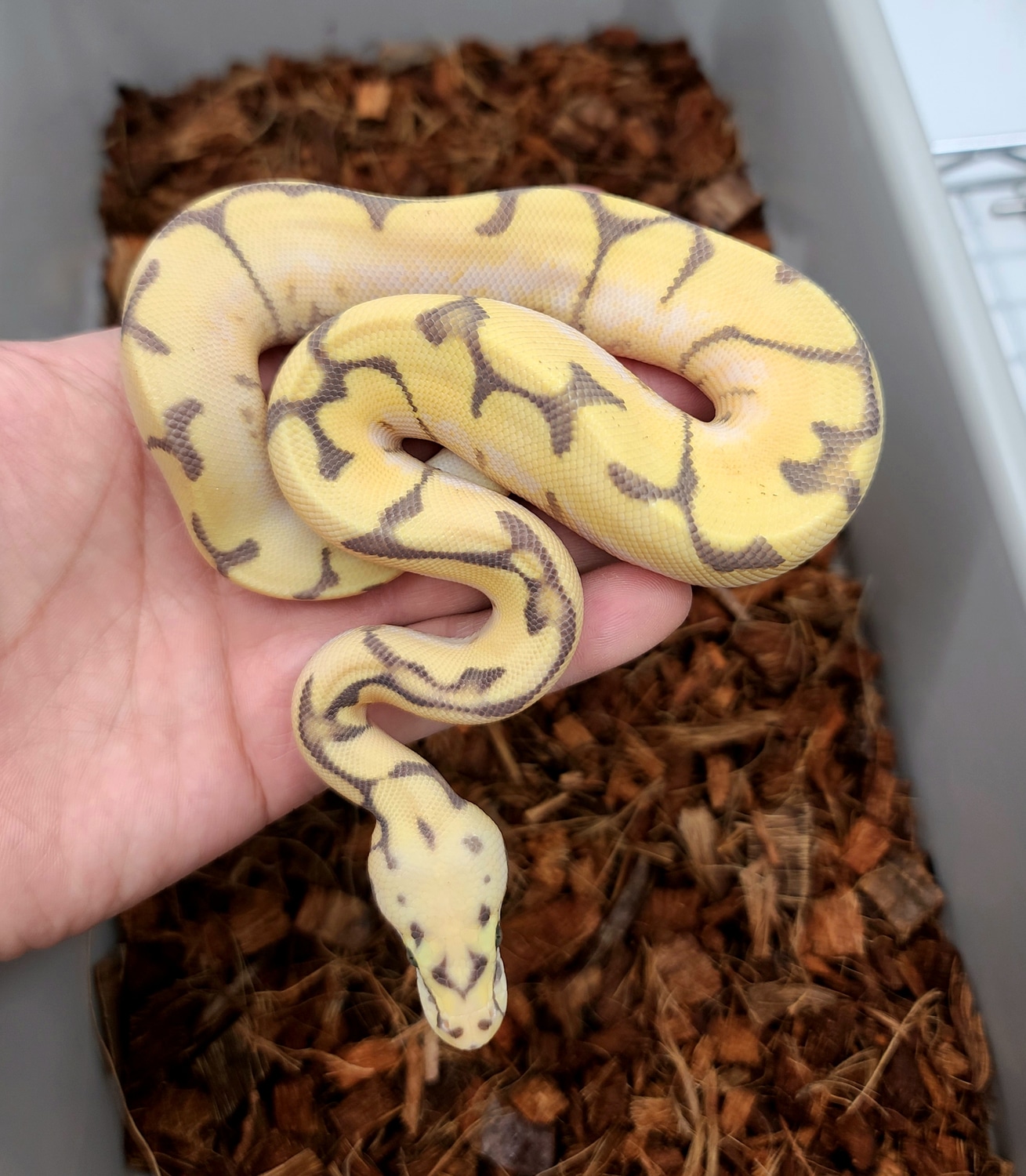 Od Bumble Bee Yb Hypo Ball Python by Bobs Balls - MorphMarket