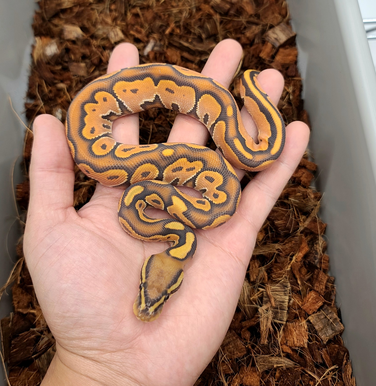 Od Black Pastel Enchi Hypo Ball Python by Bobs Balls - MorphMarket