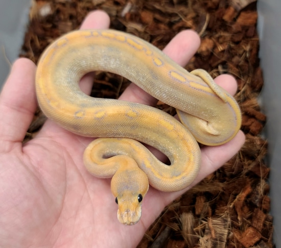 Mimosa Ball Python by Bobs Balls