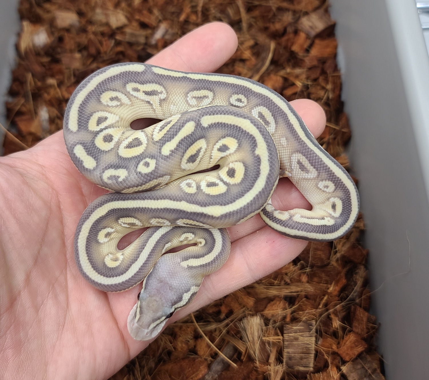 Pastel Lesser Hypo Cypress Ball Python by Bobs Balls - MorphMarket