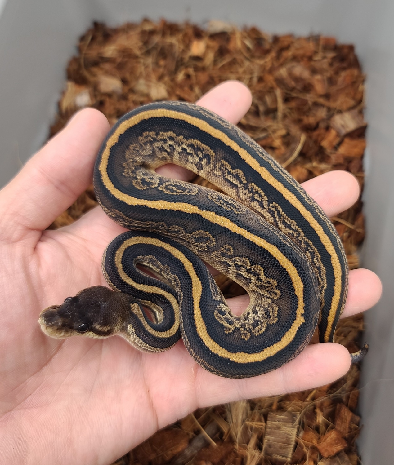 Black Pastel Redstripe Bongo Ball Python by Bobs Balls - MorphMarket