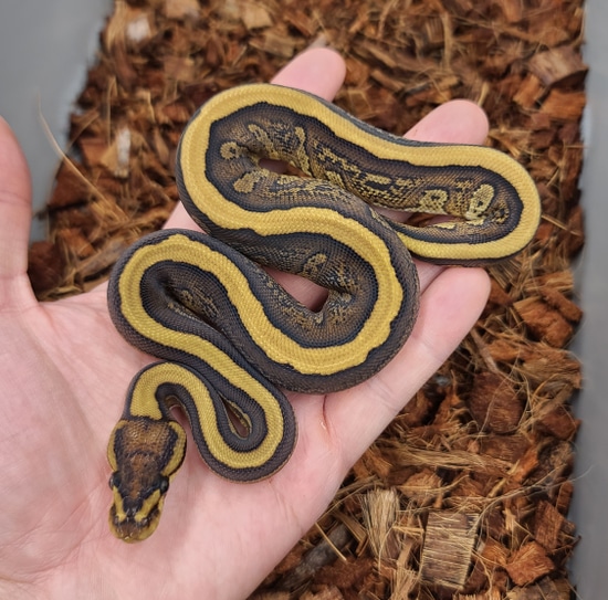Cypress Redstripe Ball Python by Bobs Balls