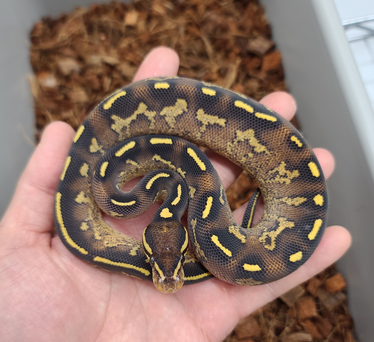 Super Asphalt Ball Python by Bobs Balls - MorphMarket