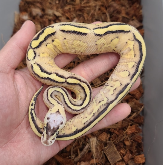 Pastel Superstripe Ball Python by Bobs Balls