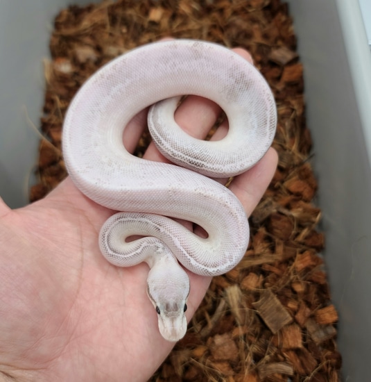 Pewter Highway Ball Python by Bobs Balls