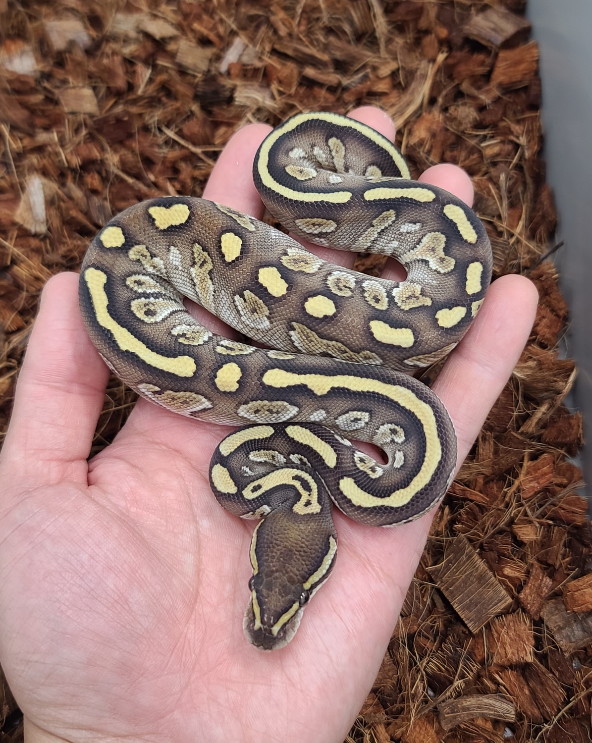 Lesser Vudoo Ball Python by Bobs Balls - MorphMarket