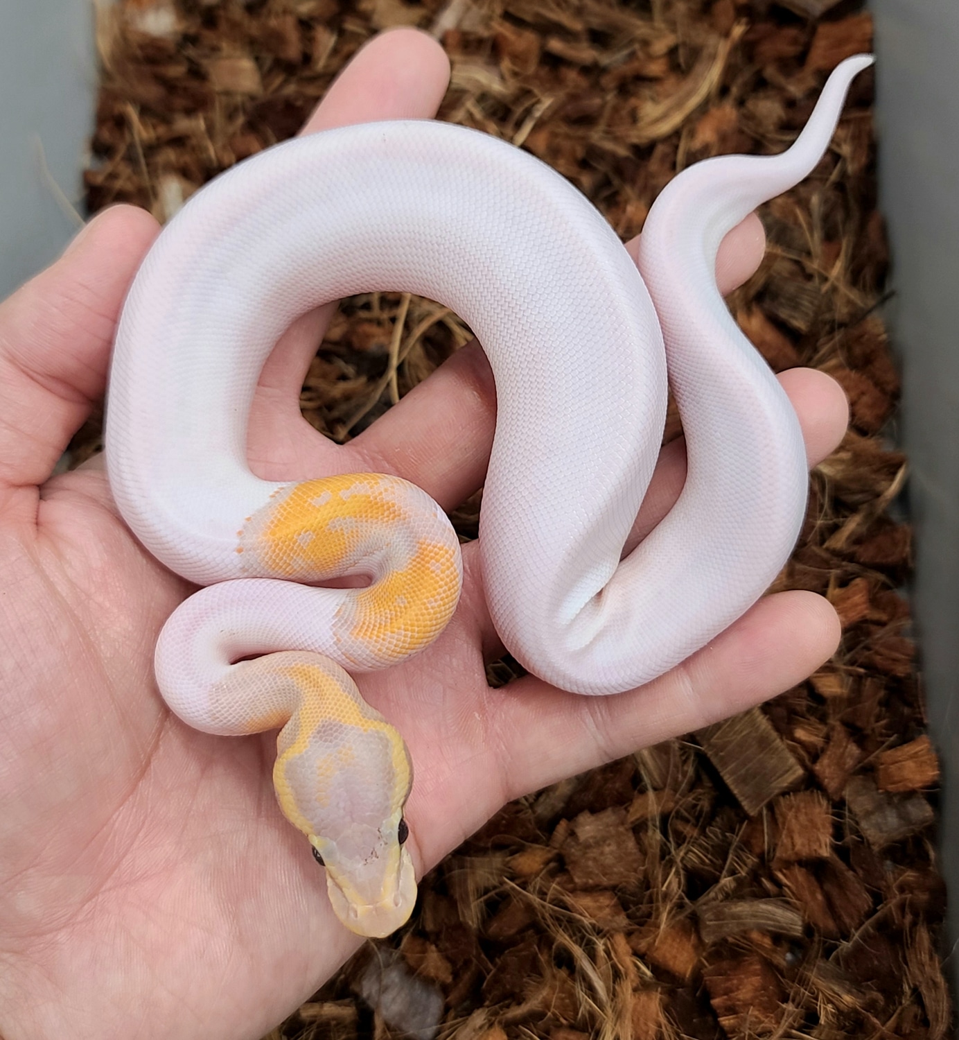 Banana Mahogany Pied Ball Python by Bobs Balls - MorphMarket