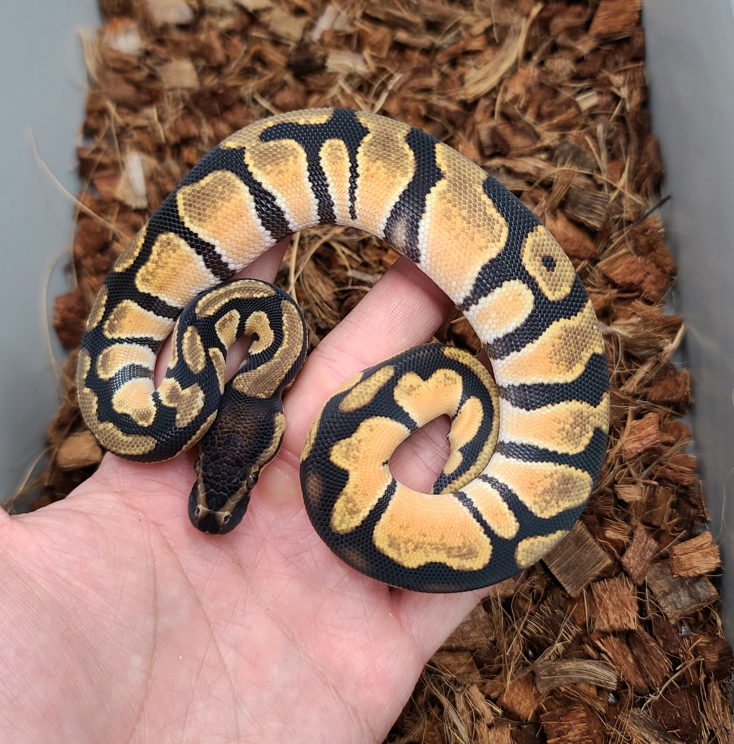 Super Od Dh Dg Pied Ball Python by Bobs Balls - MorphMarket