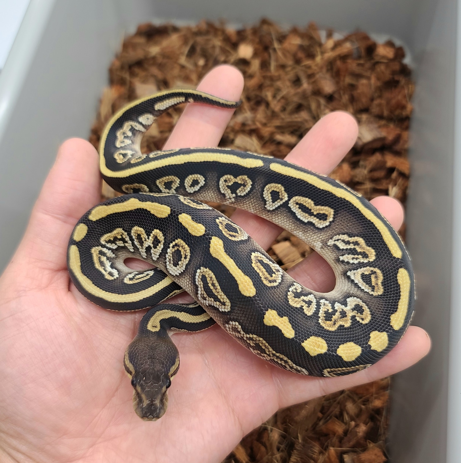 Black Pastel Mojave Ball Python by Bobs Balls - MorphMarket