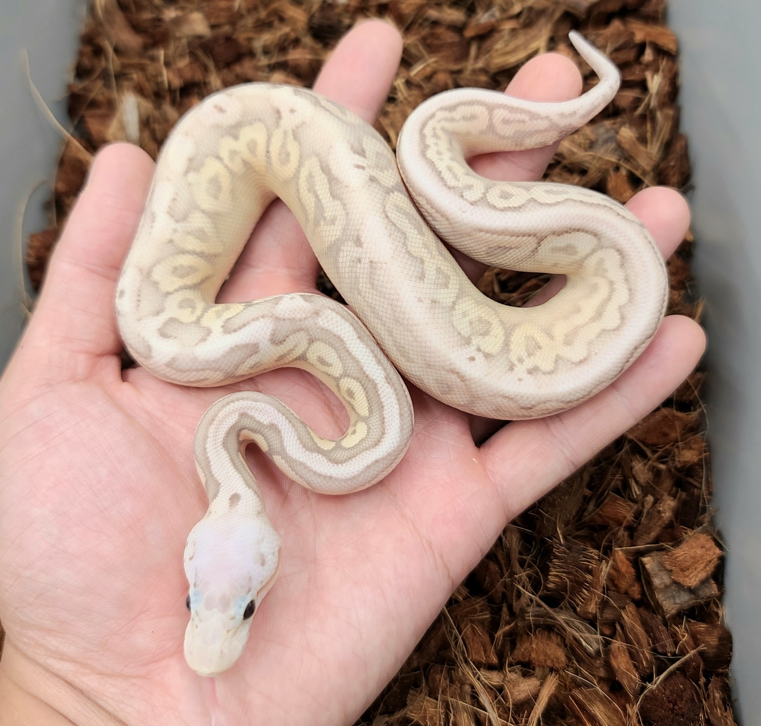 Banana Spotnose Pewter Het Clown Ball Python by Bobs Balls - MorphMarket