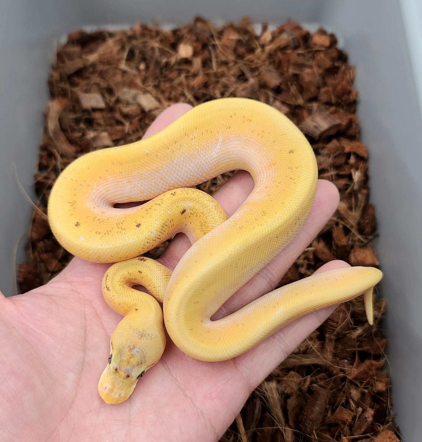 Super Od Enchi Spinner Het Clown Ball Python by Bobs Balls - MorphMarket