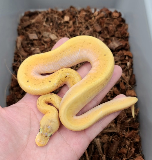 Super Od Enchi Spinner Het Clown Ball Python by Bobs Balls
