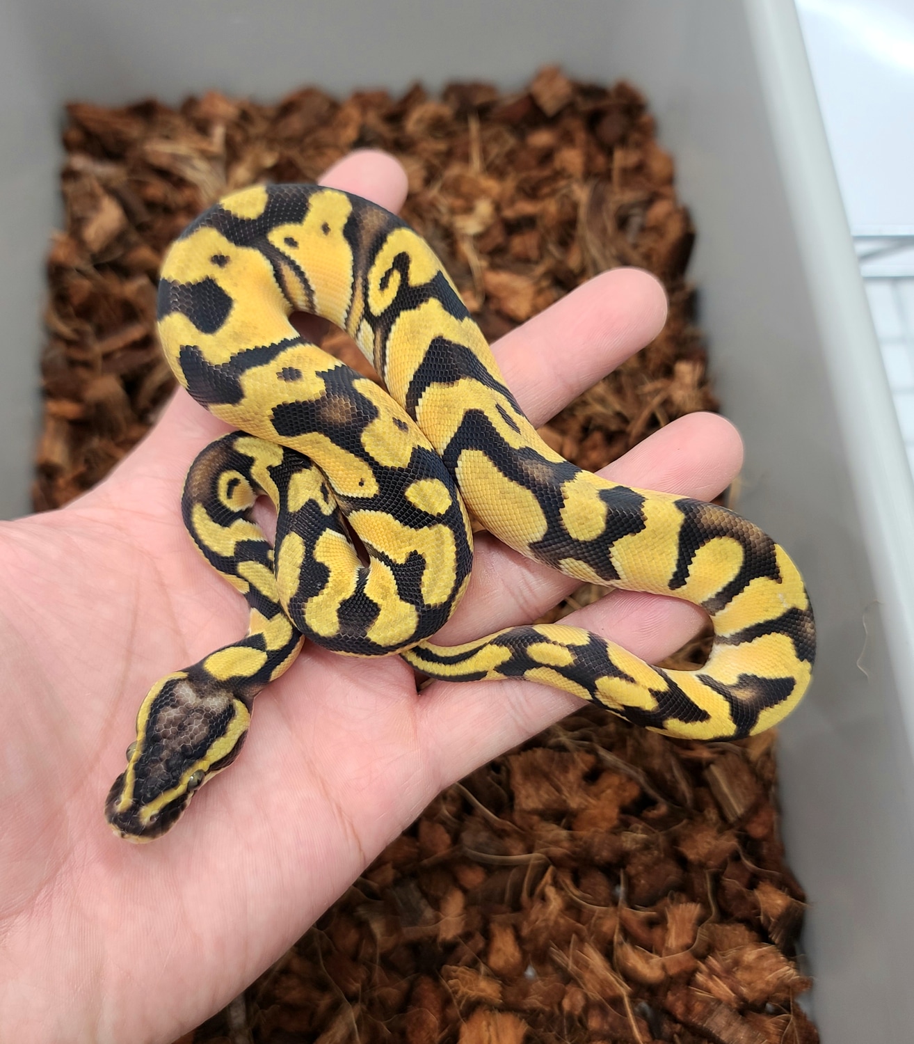 Pastel Od Enchi Het Dg Ball Python by Bobs Balls - MorphMarket