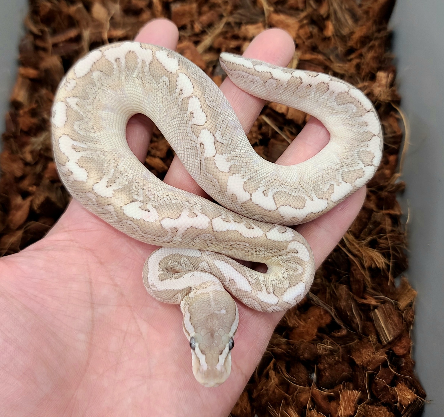 Bamboo Enchi Mahogany Het Dg Ball Python by Bobs Balls - MorphMarket