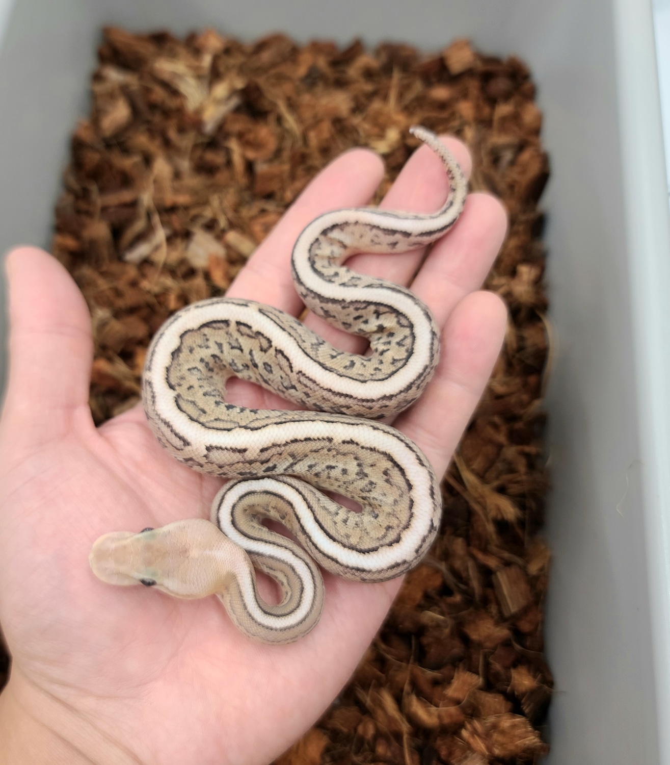 Cypress Spotnose Pin Cinny Yb Cinny Chocolate Het Clown Ball Python by ...
