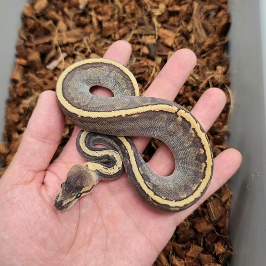 Ghi Mojave Pin Ball Python by Bobs Balls