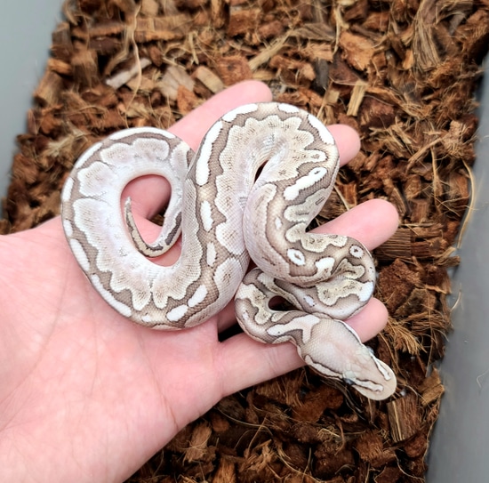 Pastel Enchi Bamboo Ball Python by Bobs Balls