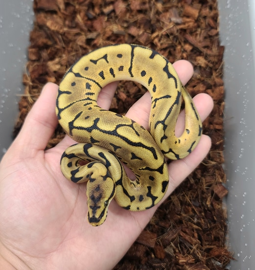 Leopard Spider Gravel Ball Python by Bobs Balls