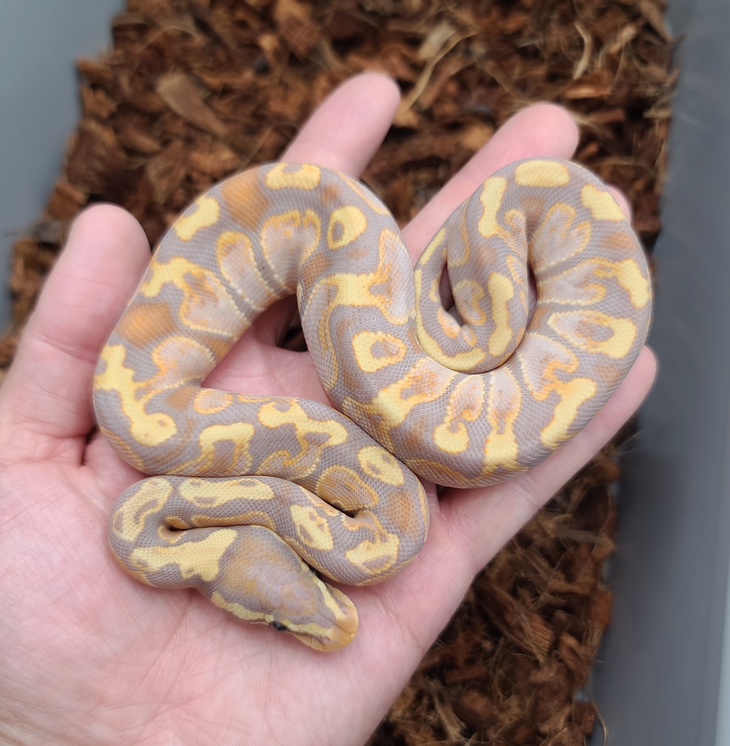 Ghi Banana Ball Python by Bobs Balls - MorphMarket