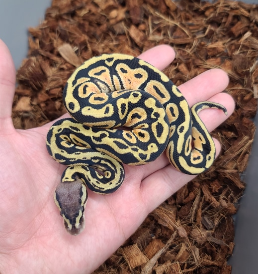 Pastel Cypress Het Hypo Ball Python by Bobs Balls