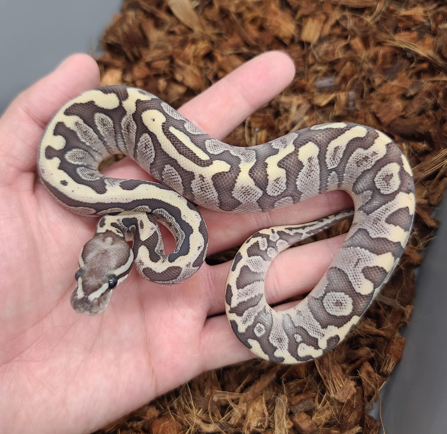 Bamboo Confusion Ball Python by Bobs Balls - MorphMarket
