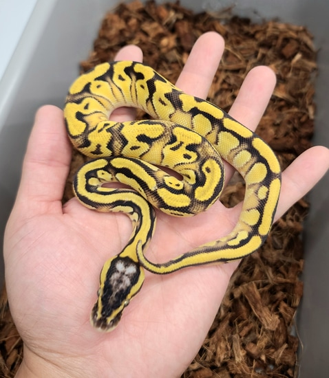 Pastel Od Bongo Enchi Het Dg Ball Python by Bobs Balls