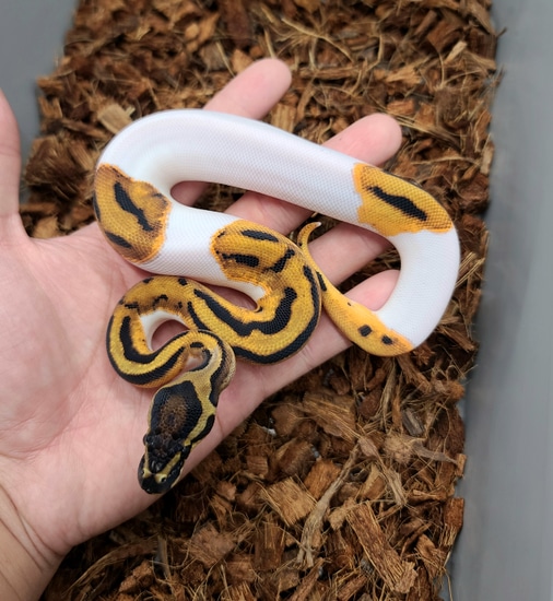 Od Pied Ball Python by Bobs Balls