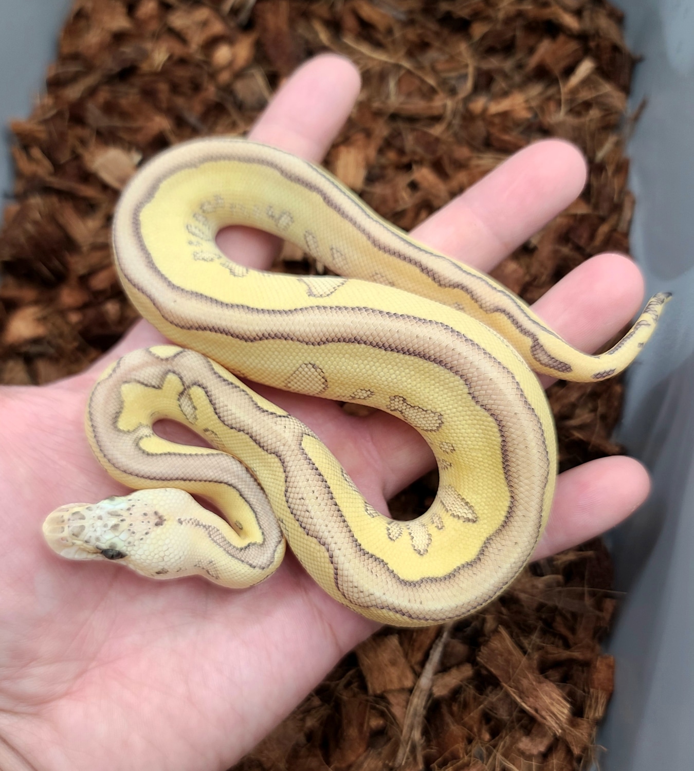 Pastel Lesser Leopard Clown Ball Python by Bobs Balls - MorphMarket