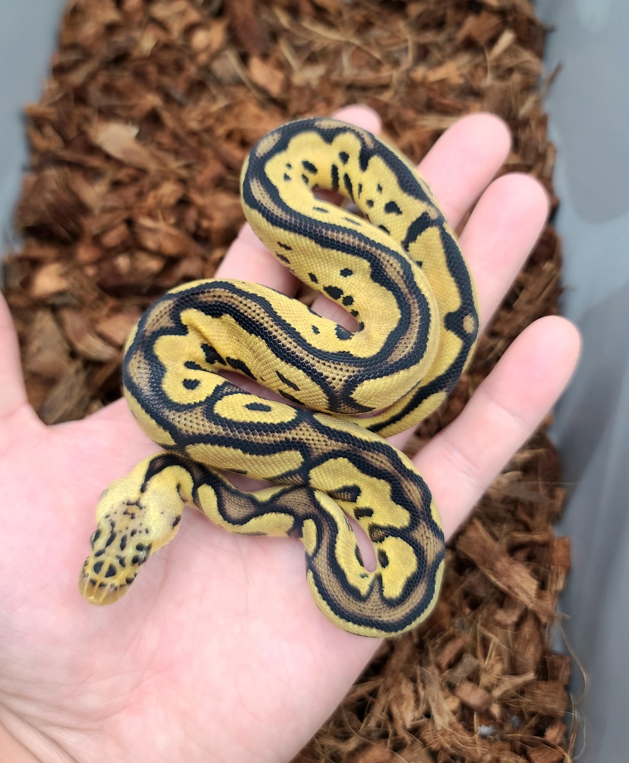 Pastel Leopard Clown Ball Python by Bobs Balls - MorphMarket